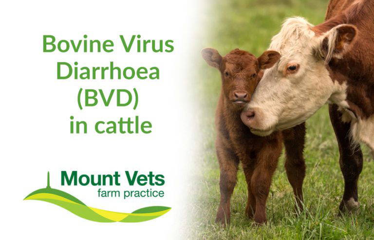Helpful info on Bovine Virus Diarrhoea (BVD) in cattle