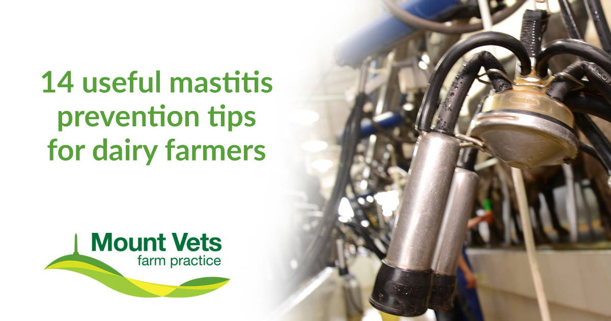 14 Useful Mastitis Prevention Tips for Dairy Farmers